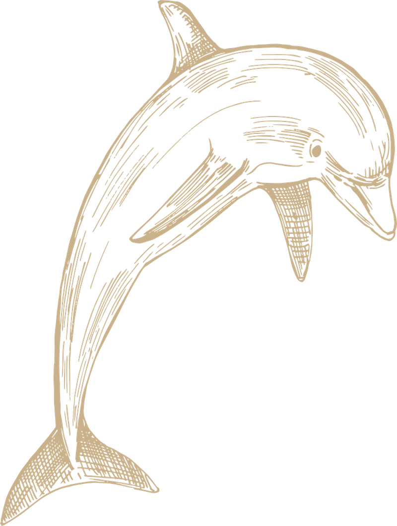 Pencil Drawings Of Dolphins Forming A Heart